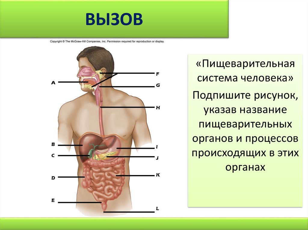 Процесс расщепления Действие пищеварительных ферментов Роль ферментов