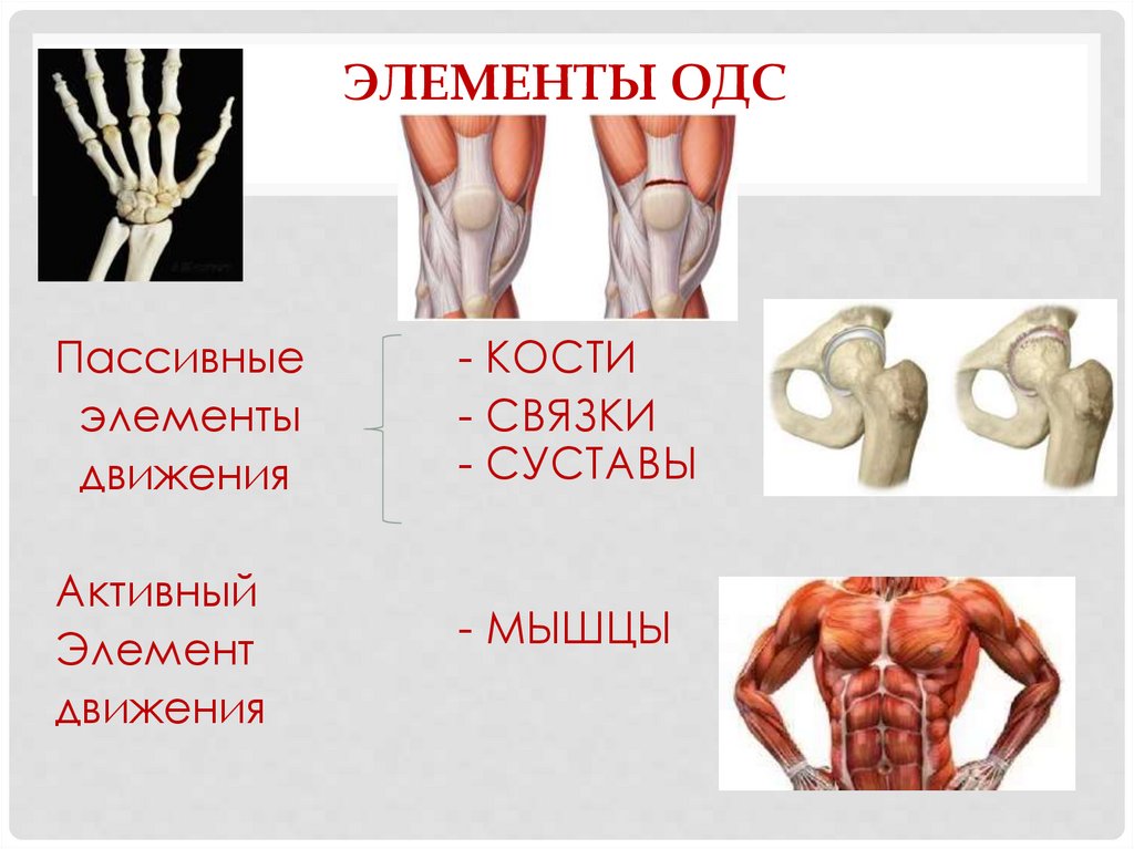 Значение опорно двигательной системы презентация онлайн
