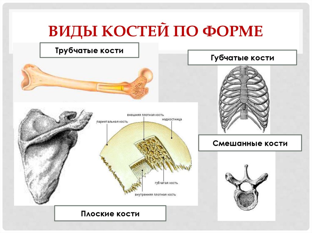 Значение опорно двигательной системы презентация онлайн