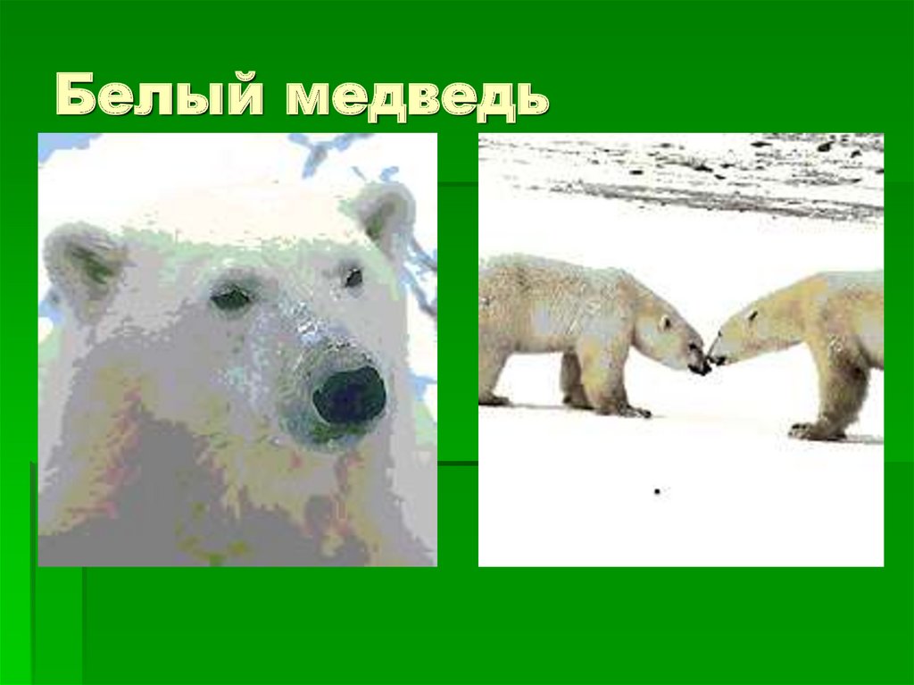 Животные и птицы Красноярского края Белый медведь презентация онлайн