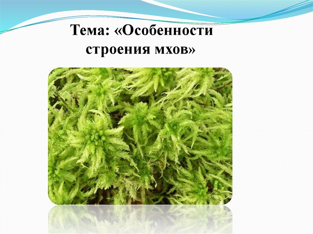 Метод «Фишбоун как средство формирования и оценивания метапредметных