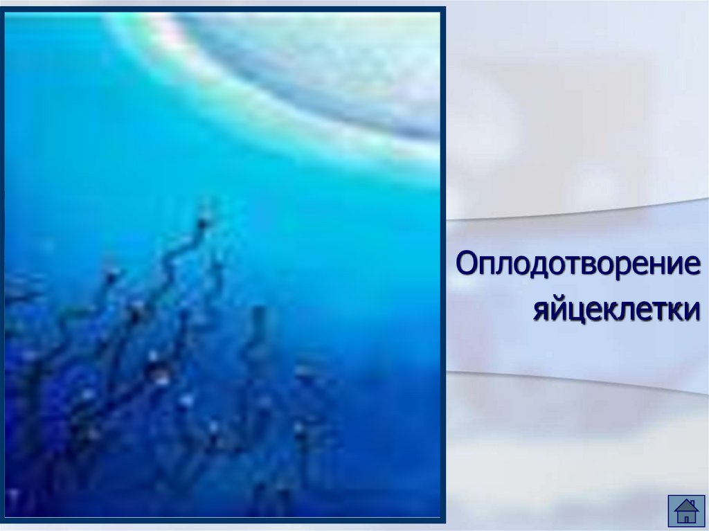 ontogenez - online presentation