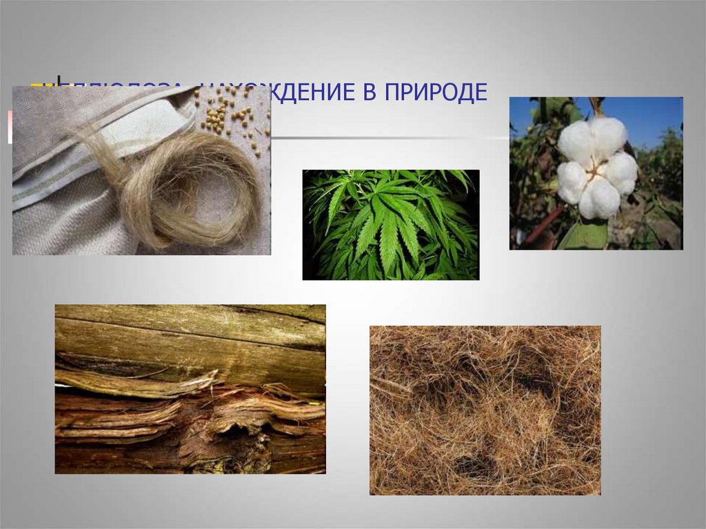 Л 17 Дисахариды. Полисахариды. Крахмал Целлюлоза - презентация онлайн
