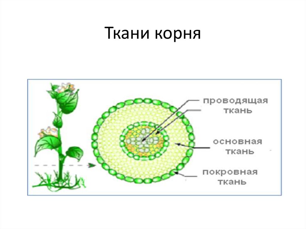 Ткани растений презентация онлайн