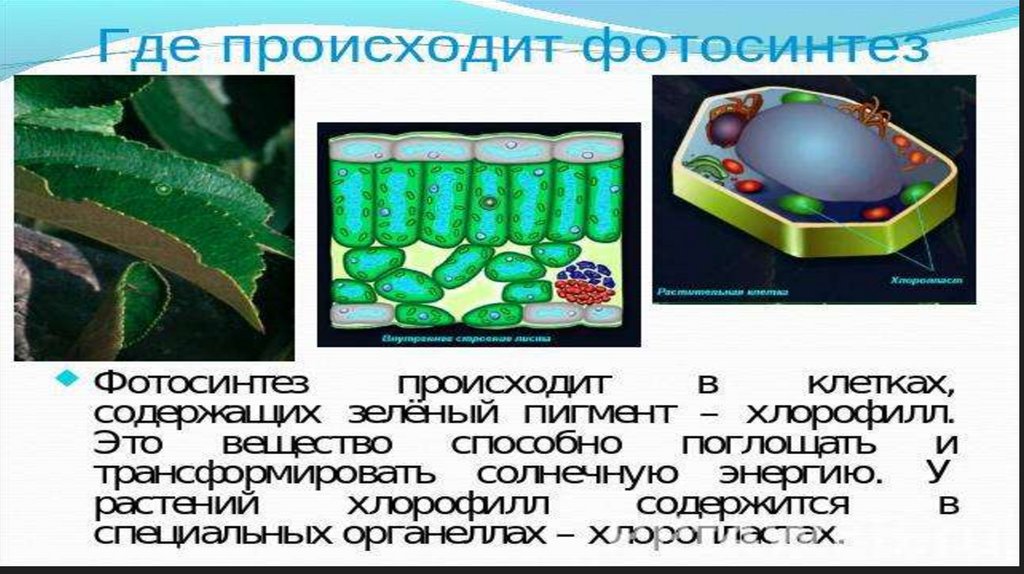 Обмен веществ и энергии в клетке презентация онлайн