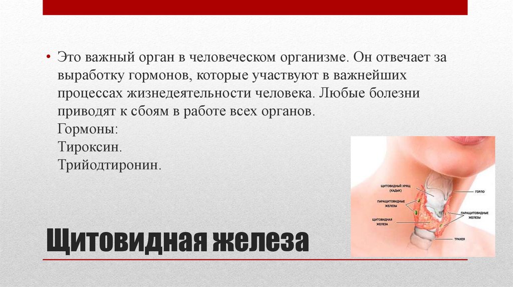 Щитовидная железа презентация онлайн