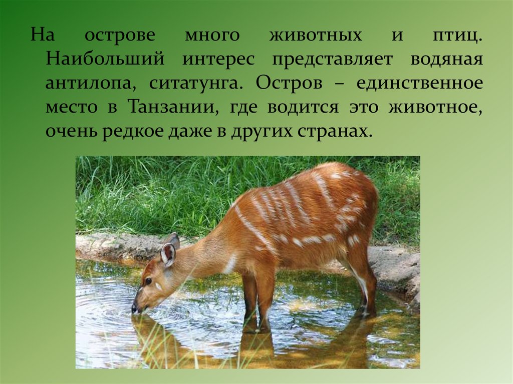 Национальный парк Африки Рубондо Айленд презентация онлайн