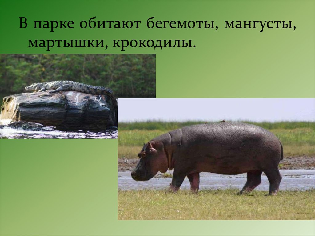 Национальный парк Африки Кирилл Ф Online Presentation