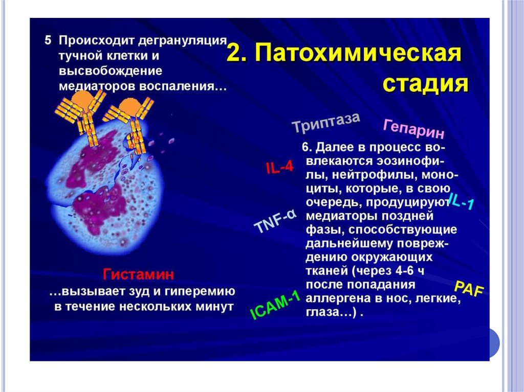 Типы реакций гиперчувствительности , их общий патогенез - презентация онлайн
