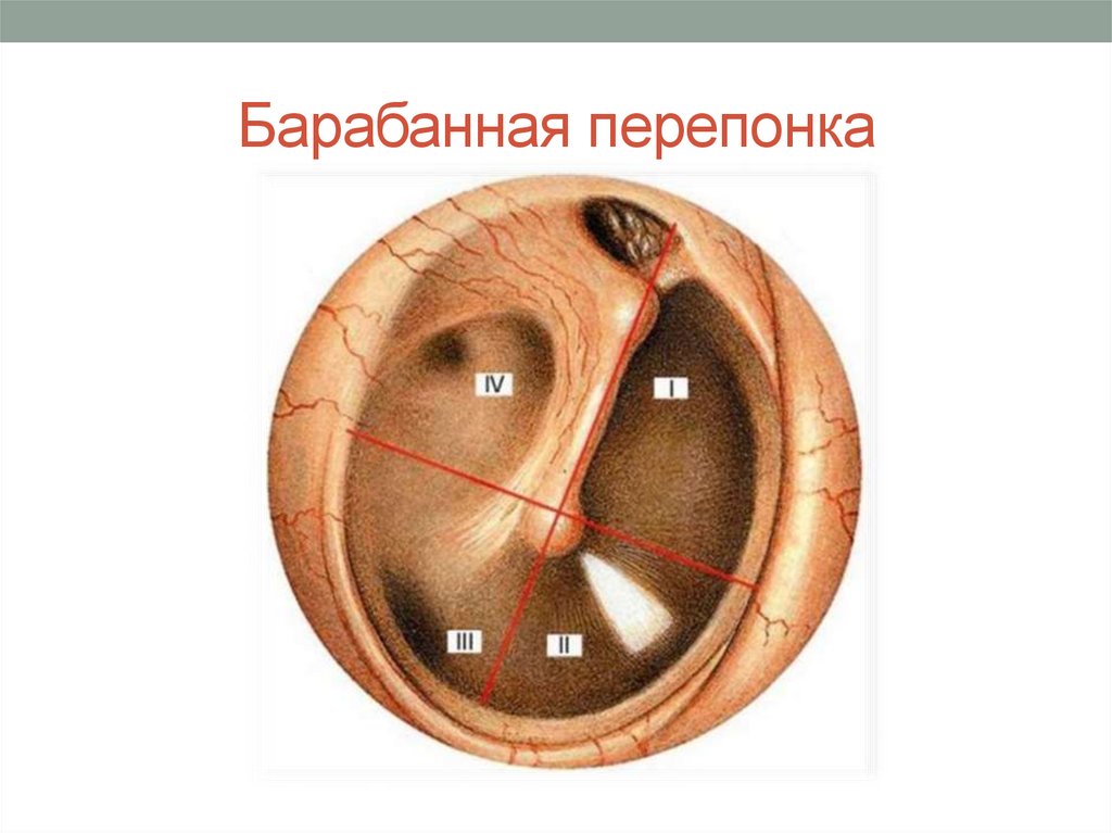 Анатомия, физиология и болезни уха. Лекция №2 - презентация онлайн