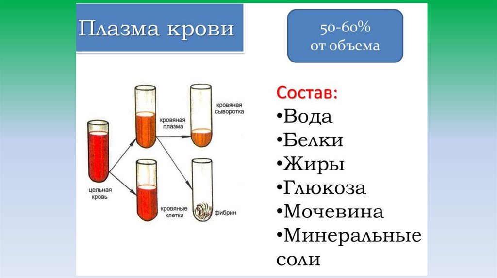 Этапы свертывание крови - презентация онлайн