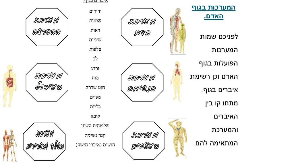 ‫מערכות בגוף האדם - презентация онлайн
