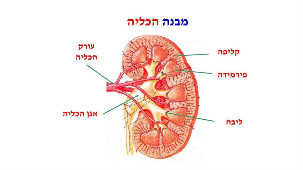 מערכות בגוף האדם презентация онлайн