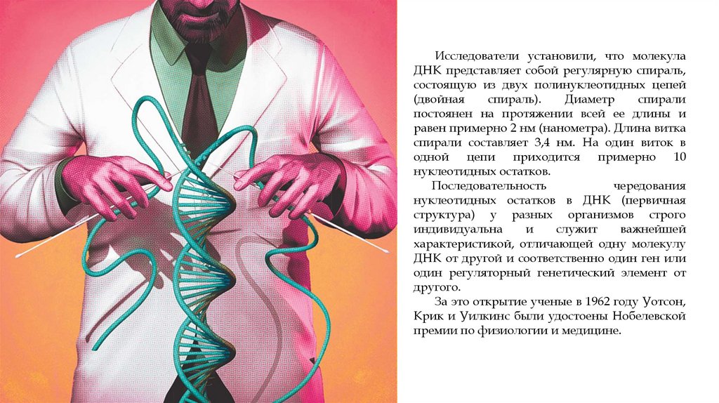Спираль жизни презентация онлайн