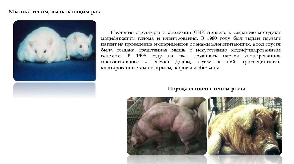 Спираль жизни презентация онлайн