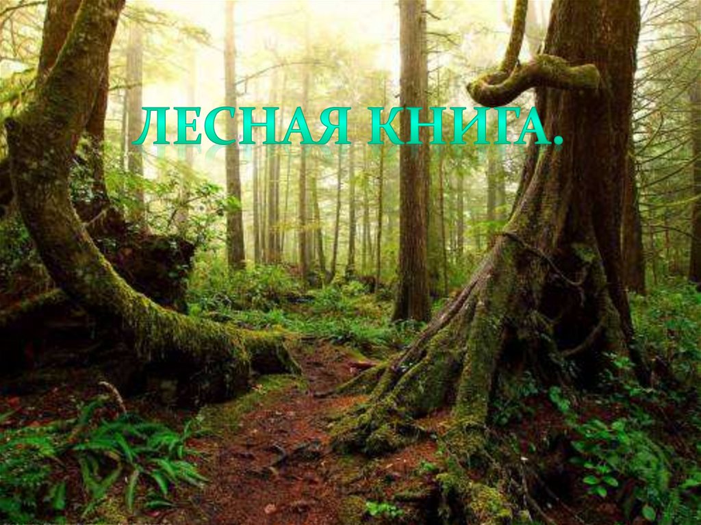 Лесная книга - презентация онлайн