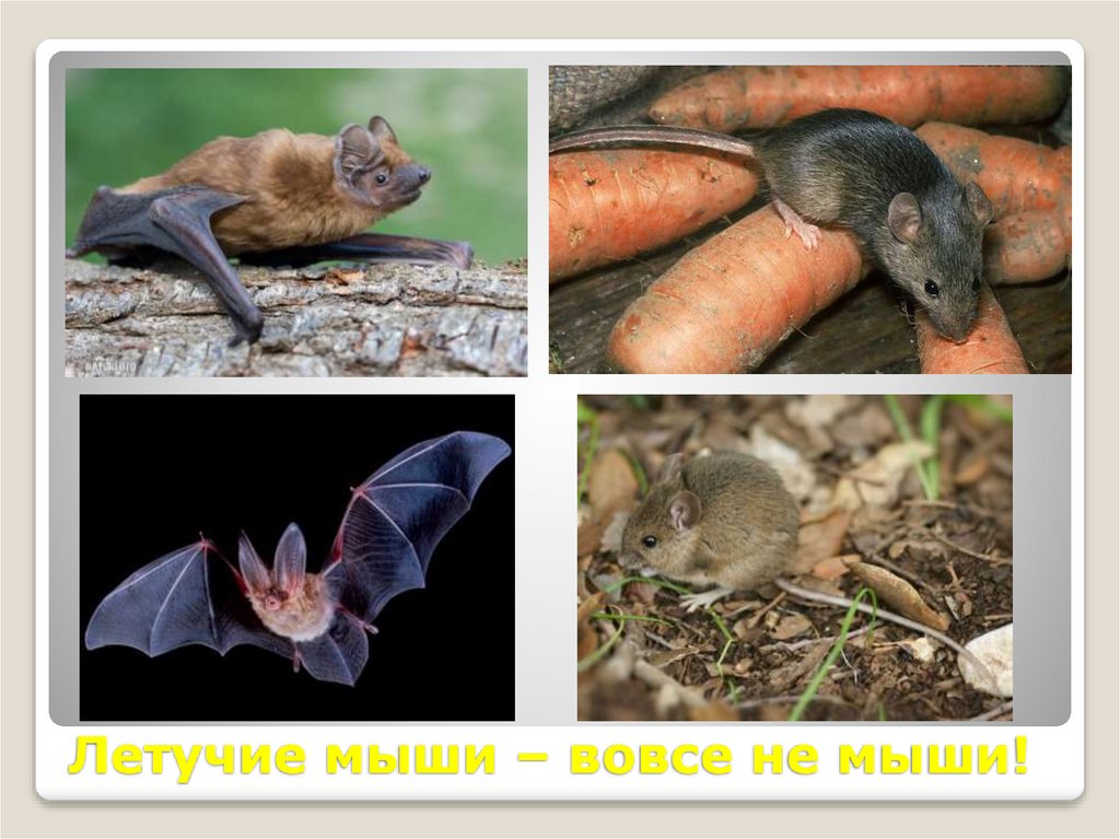 Летучие мыши презентация онлайн