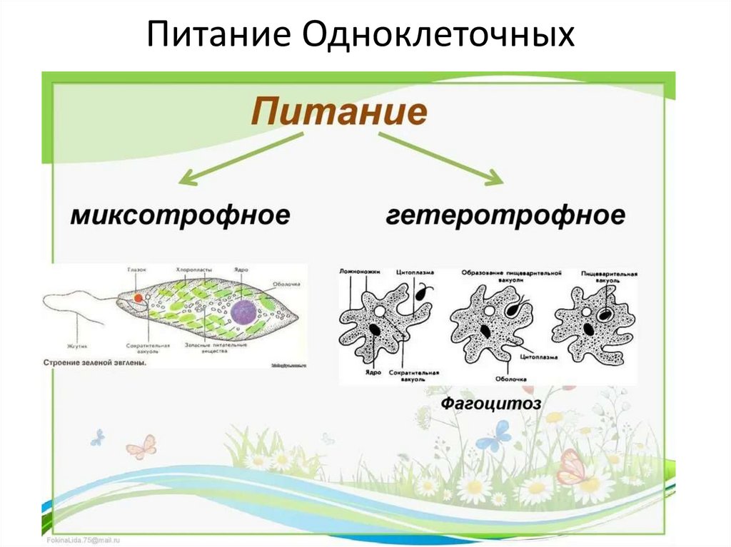 Питание и пищеварение у простейших и беспозвоночных животных 8 кл