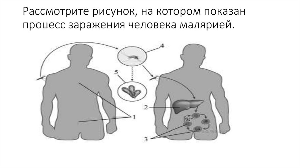 Малярия. Как называется возбудитель малярии? - презентация онлайн