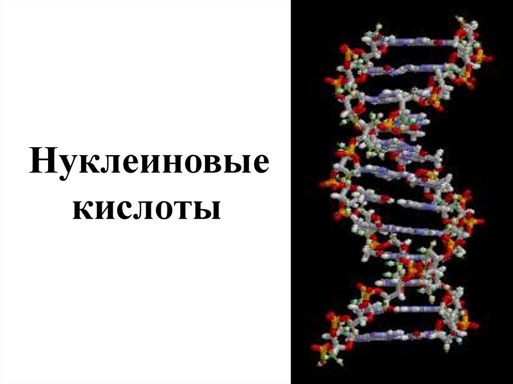 Нуклеиновые кислоты презентация онлайн