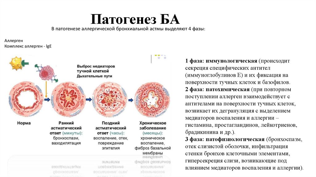 Бронхиальная астма у детей школьного возраста. Фармакология препаратов ...