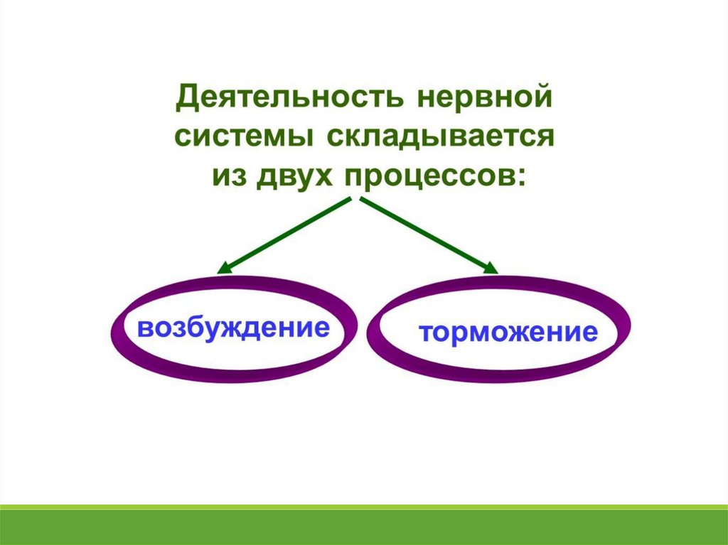Строение нервной системы и её свойства презентация онлайн