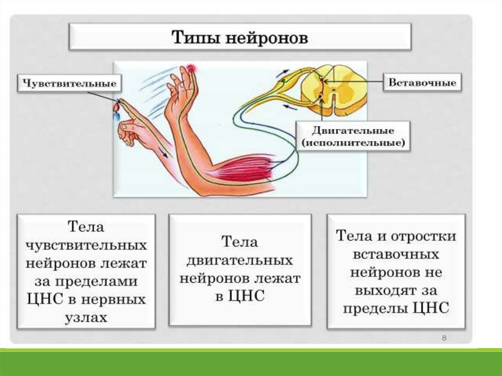 Строение нервной системы и её свойства презентация онлайн