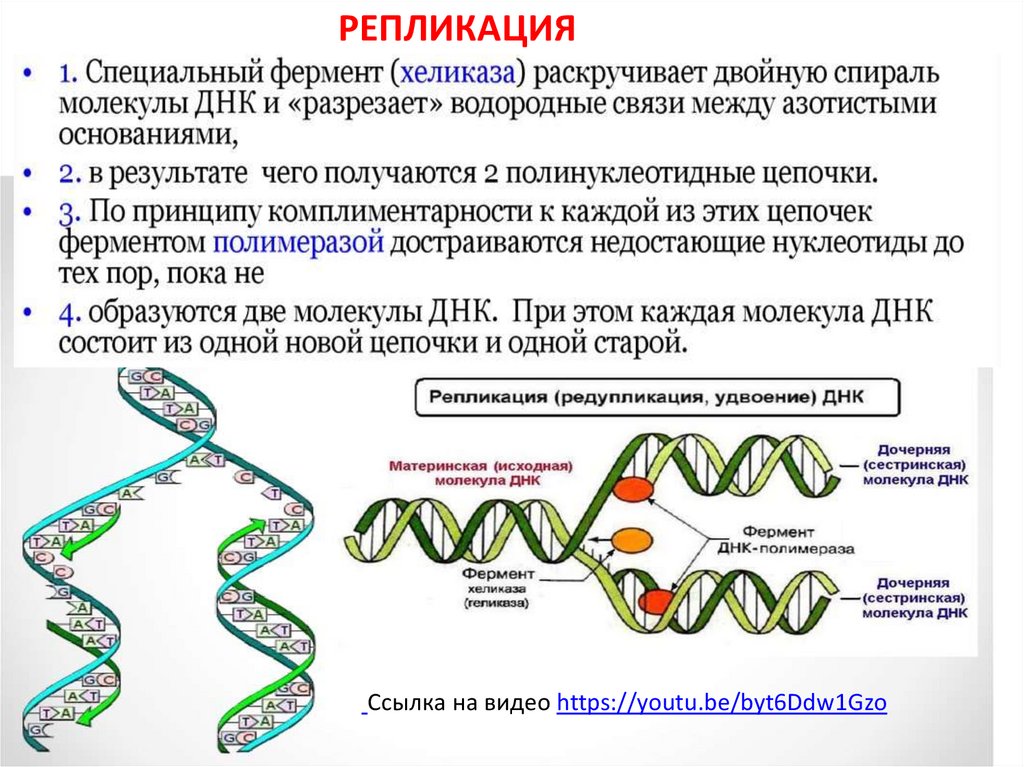 Нуклеиновые кислоты презентация онлайн