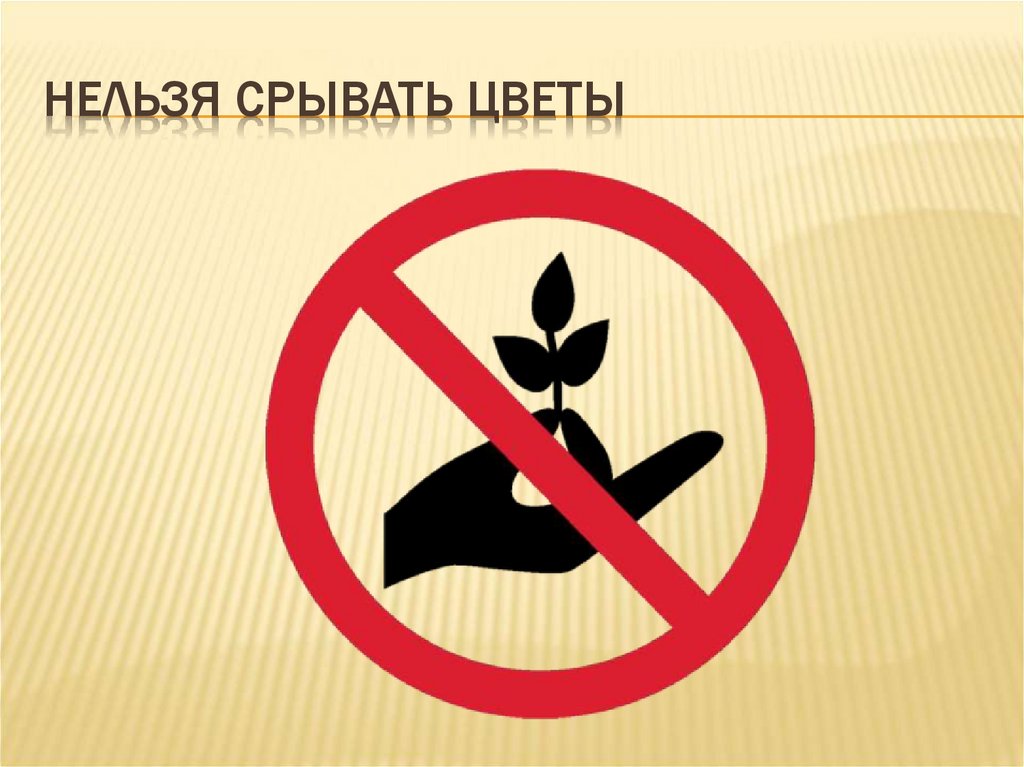 Берегите лес. Нельзя ломать деревья - презентация онлайн