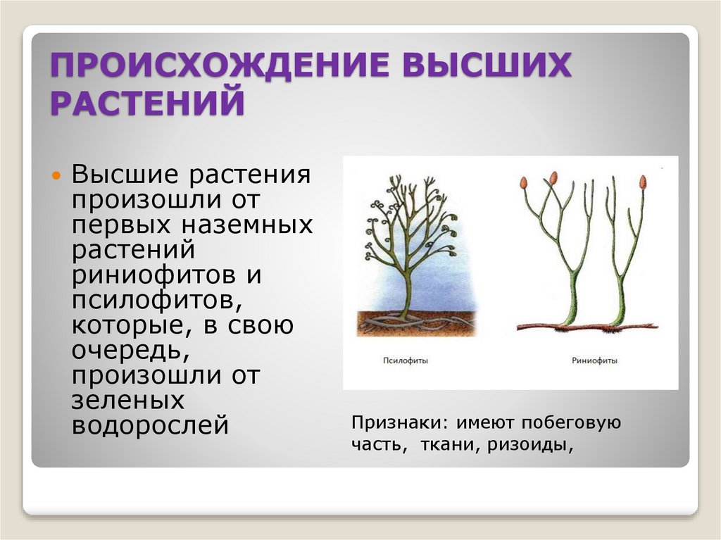 Споровые растения - презентация онлайн