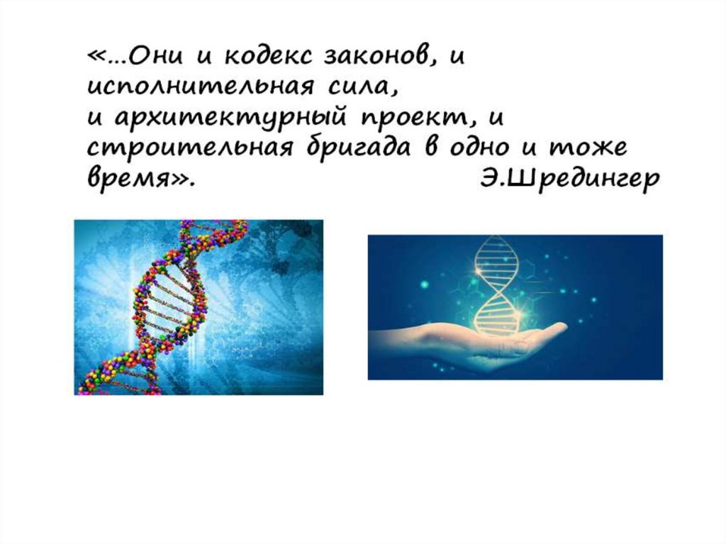 Нуклеиновые кислоты презентация онлайн
