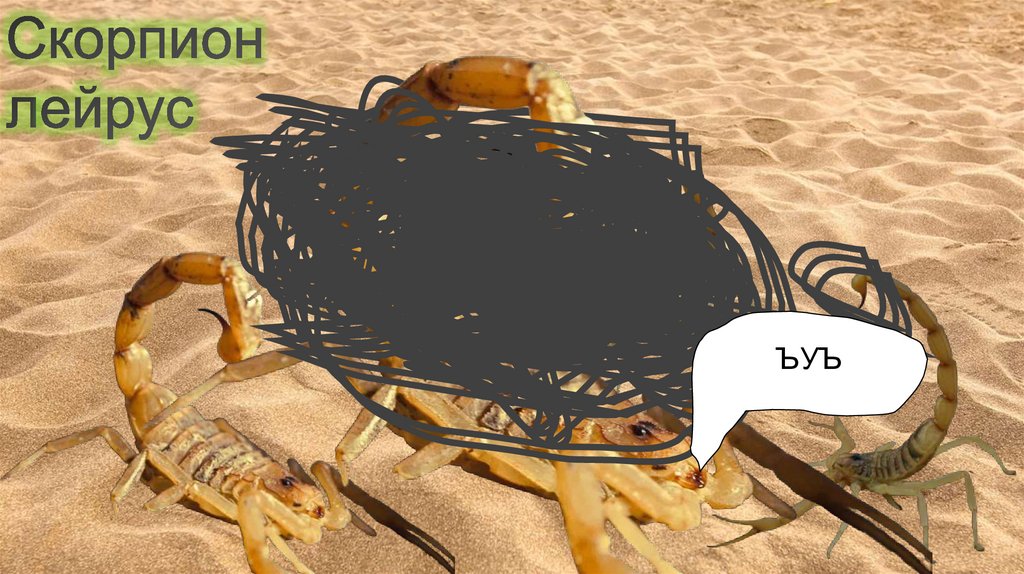 Самые ядовитые животные - презентация онлайн