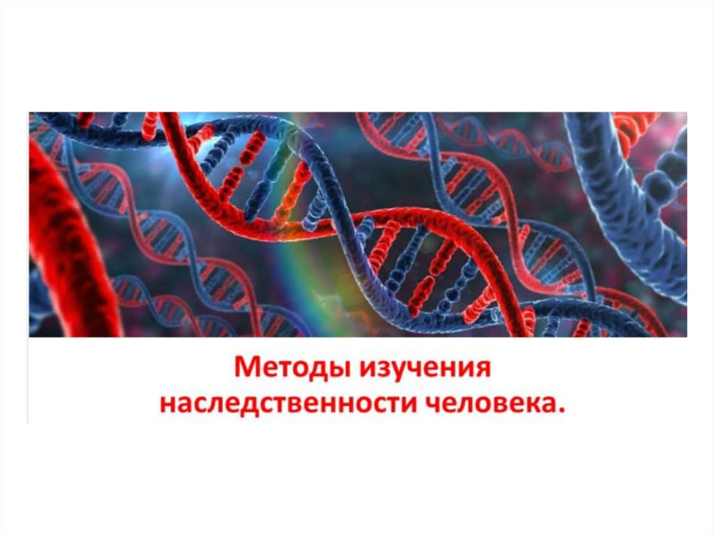 Методы изучения наследственности человека презентация онлайн