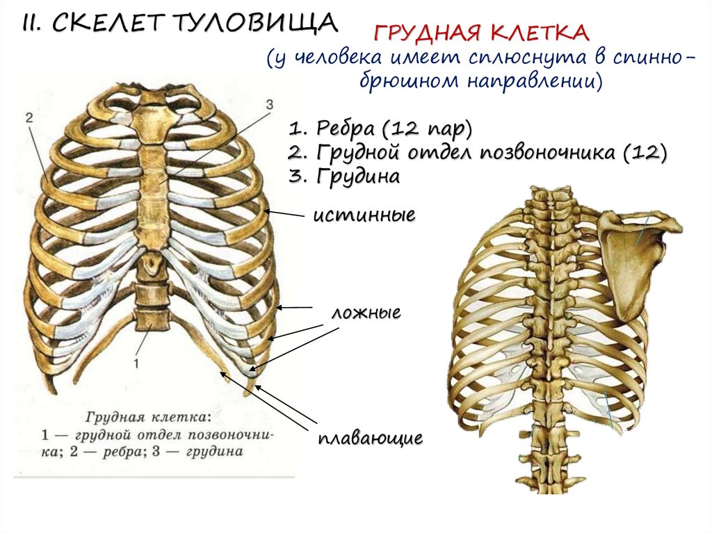 Скелет головы череп презентация онлайн