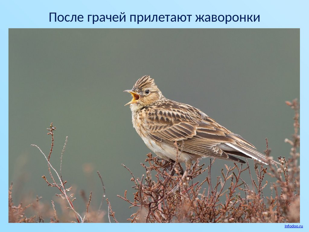 Детям о перелетных птицах презентация онлайн