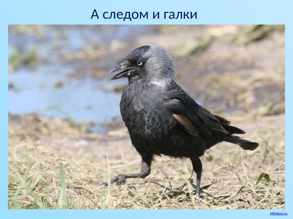 Детям о перелетных птицах презентация онлайн
