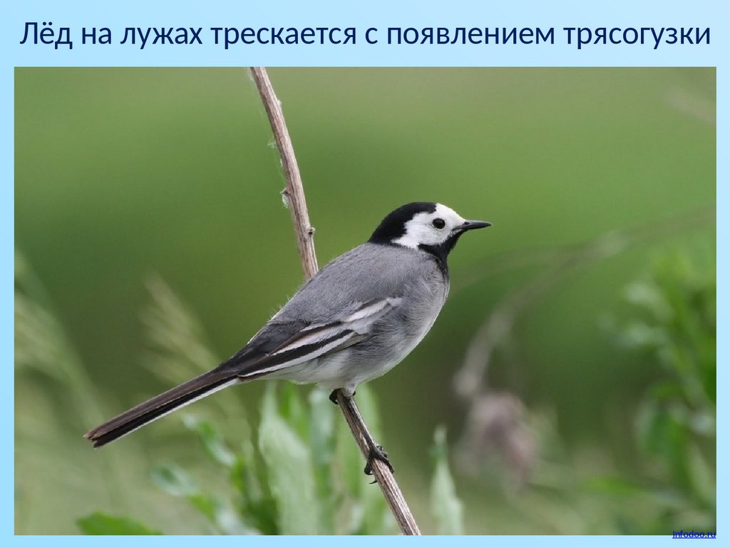 Детям о перелетных птицах презентация онлайн