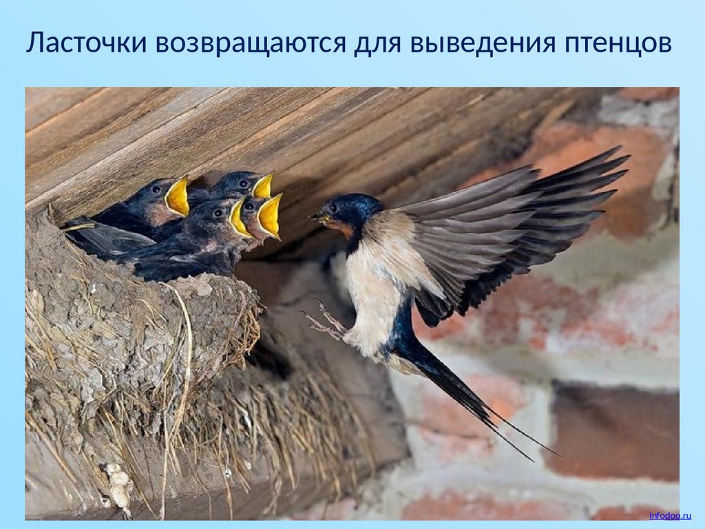 Детям о перелетных птицах презентация онлайн
