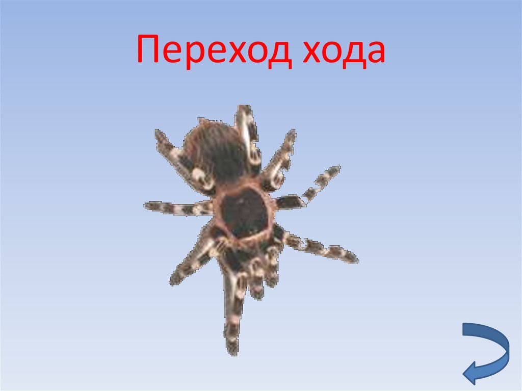 Познавательная игра "Экологическая паутина" - презентация онлайн