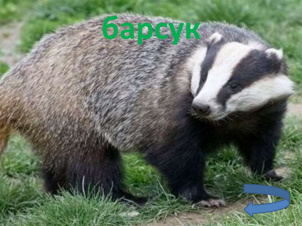 Познавательная игра "Экологическая паутина" - презентация онлайн