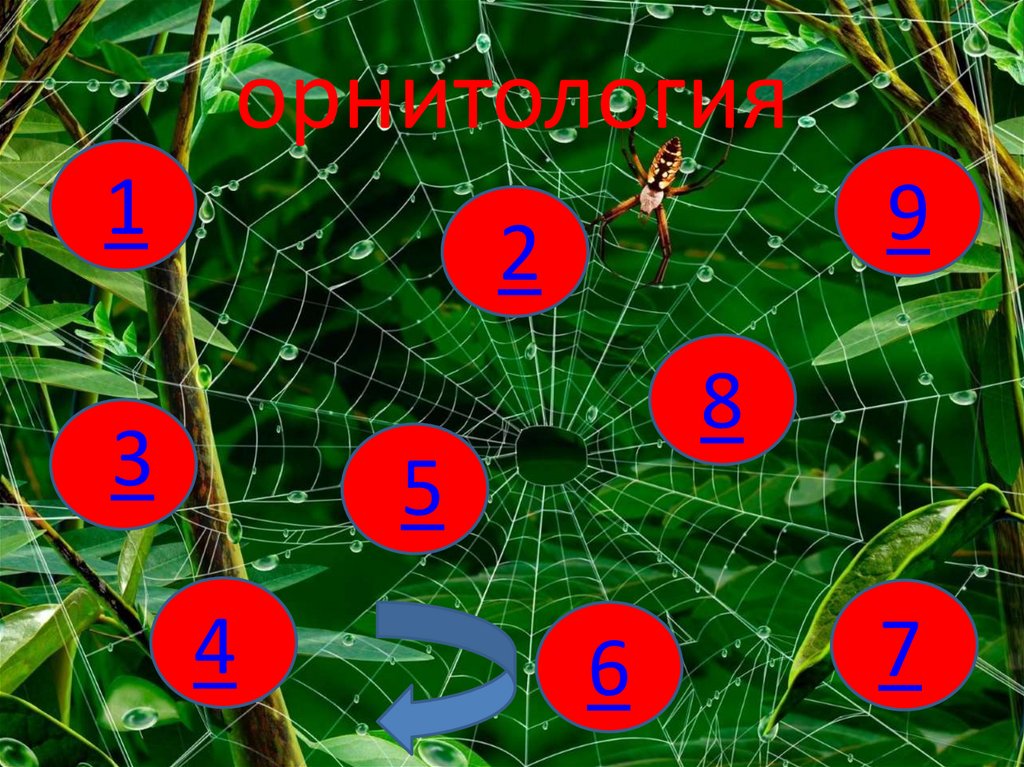 Познавательная игра "Экологическая паутина" - online presentation