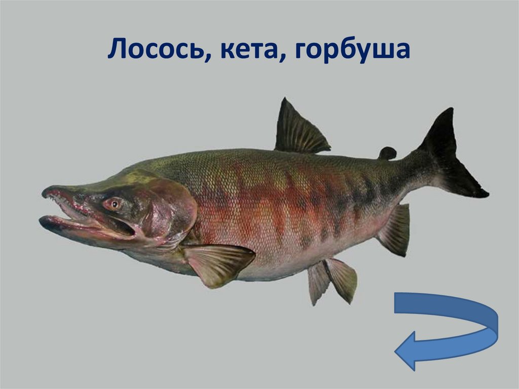 Познавательная игра "Экологическая паутина" - презентация онлайн