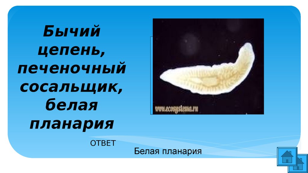 Плоские, круглые и кольчатые черви - презентация онлайн