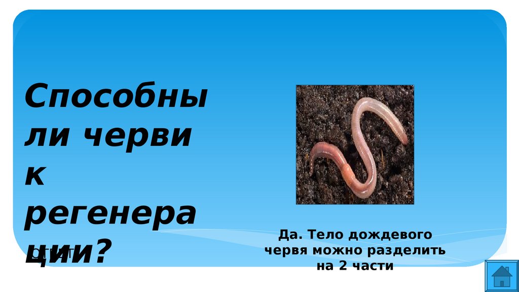 Плоские, круглые и кольчатые черви - презентация онлайн