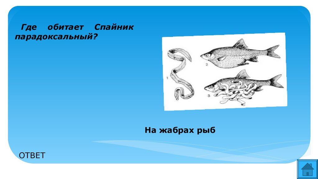 Плоские, круглые и кольчатые черви - презентация онлайн