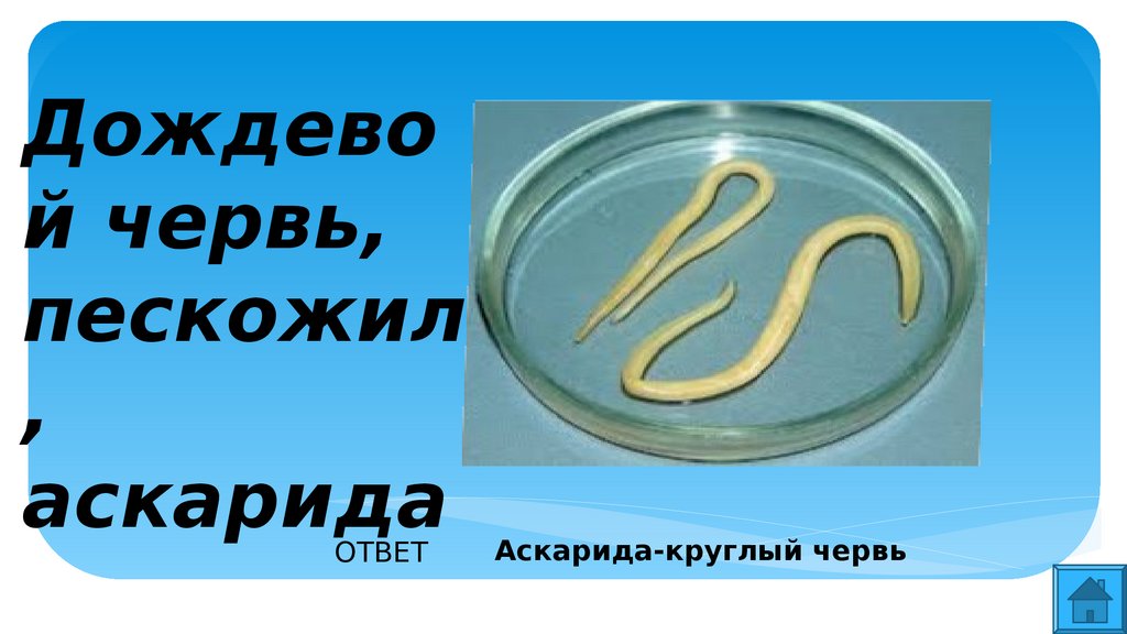 Плоские, круглые и кольчатые черви - презентация онлайн