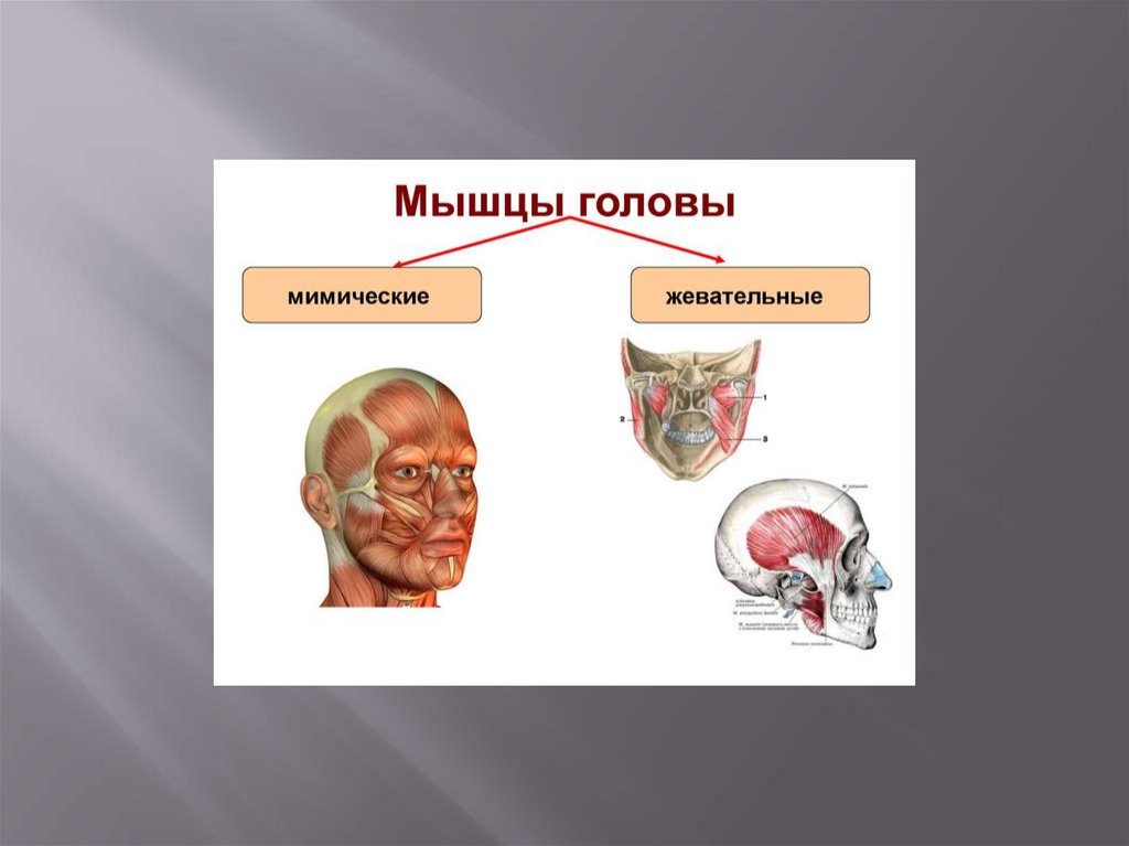Мышцы головы - презентация онлайн
