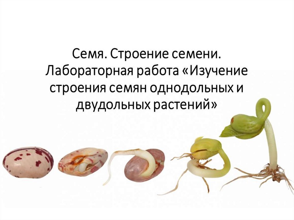 Строение семян однодольных и двудольных растений презентация онлайн