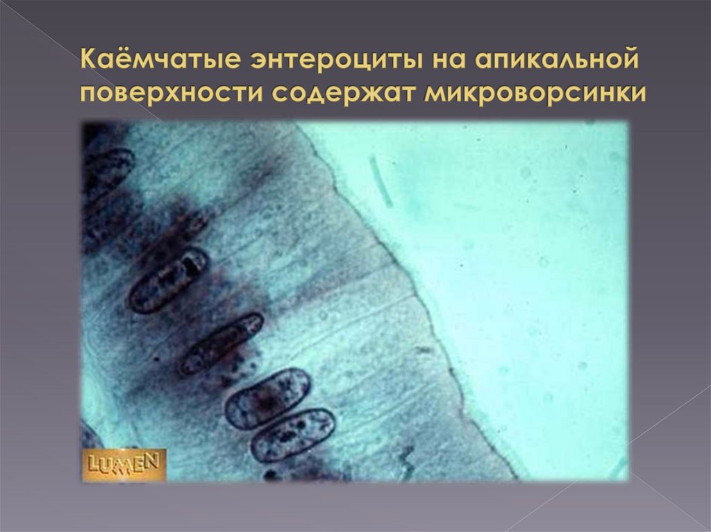 Пищеварительная система Кишечник презентация онлайн