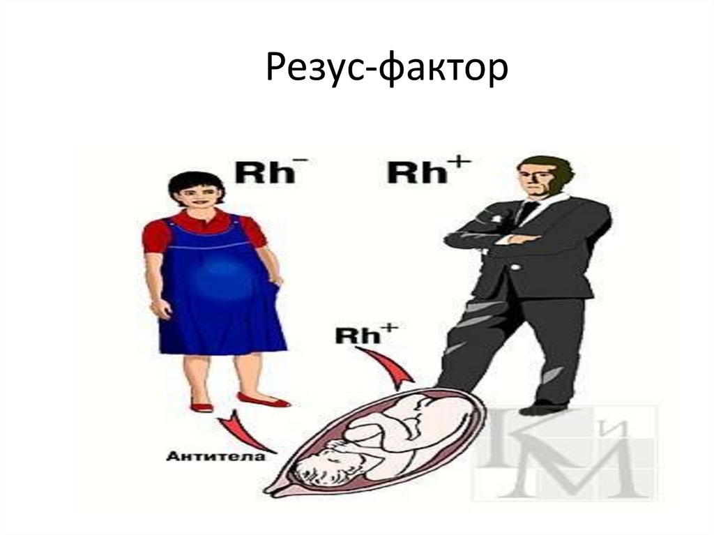Группы крови и резус-фактор - презентация онлайн